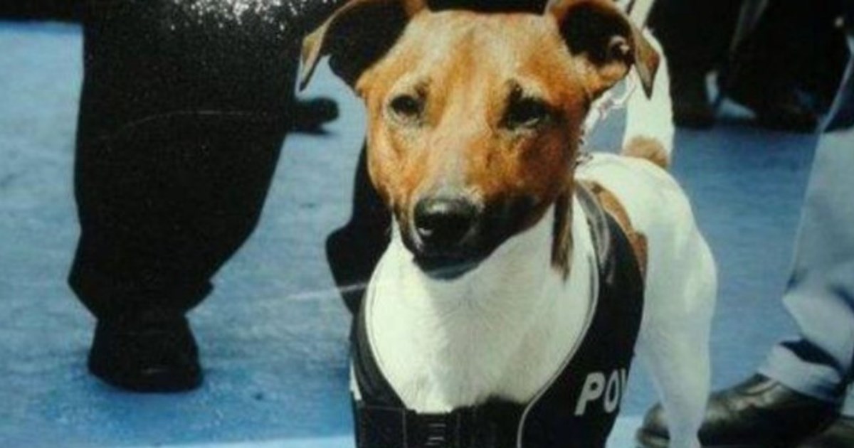 Πότσο, το τζάκ ράσελ που έχει επικηρύξει η ιταλική Μαφία | Διεθνή Ειδήσεις